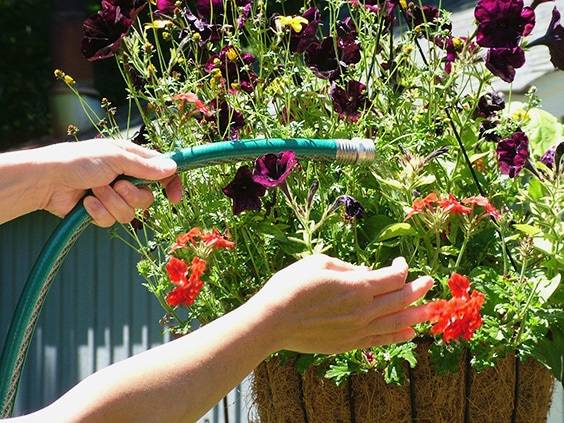 The Best Tips On Watering Plants