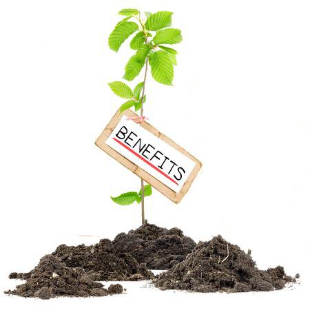 Compost vs Manure: The Best For Your Soil Health