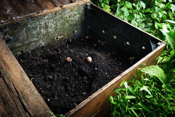 Compost vs Manure: The Best For Your Soil Health
