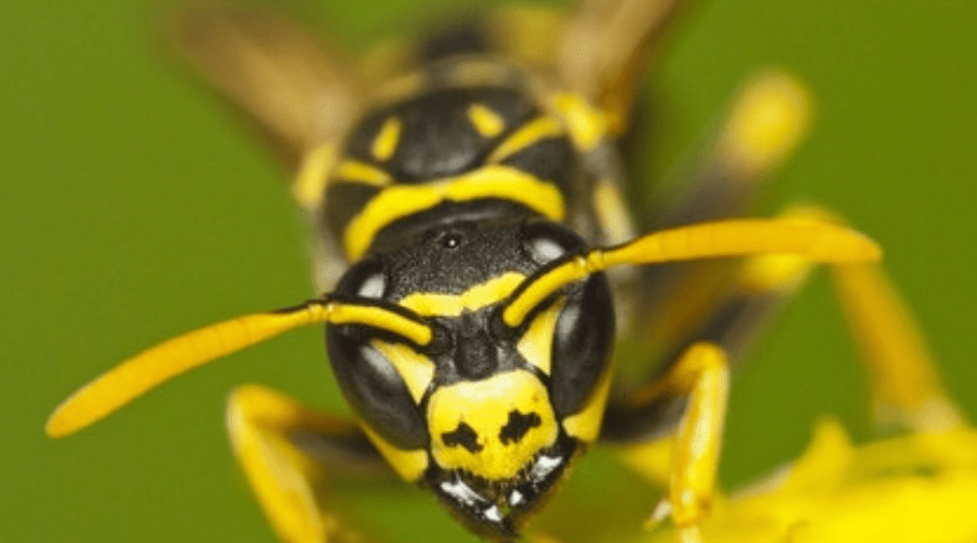 Yellow Jackets and How To Deal With Them