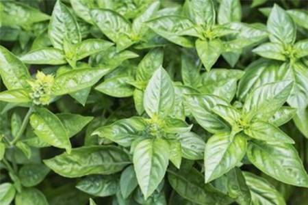 Vegetable Gardening for Beginners