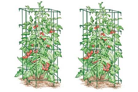 Vegetable Gardening for Beginners