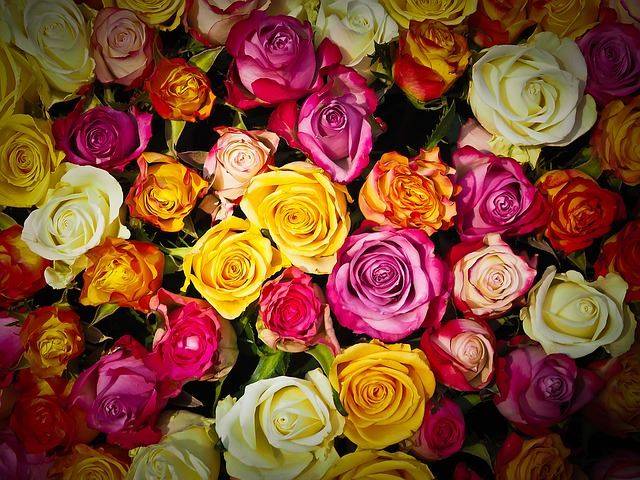 Enjoy Roses No Matter Where You Garden