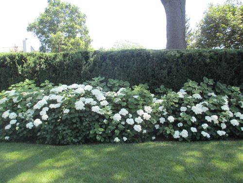 37 Best Flower Hedge Ideas: #23 is So Easy!