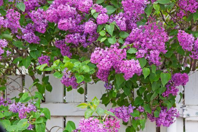 6 Tips for Growing Lilac Bushes in Your Landscape