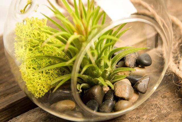 55 Terrarium Ideas