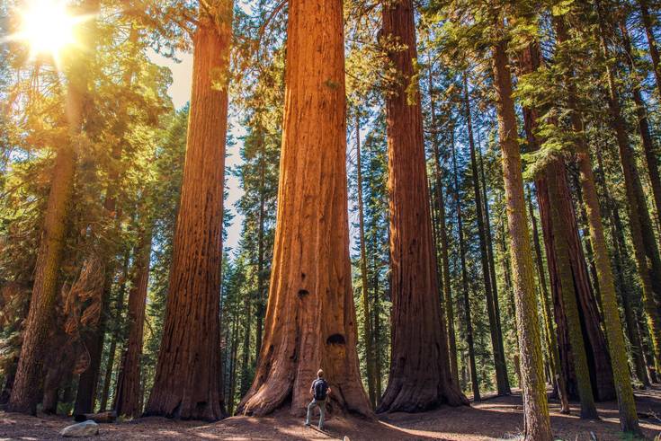 Sequoia Bonsai Tree - Everything You Need To Know