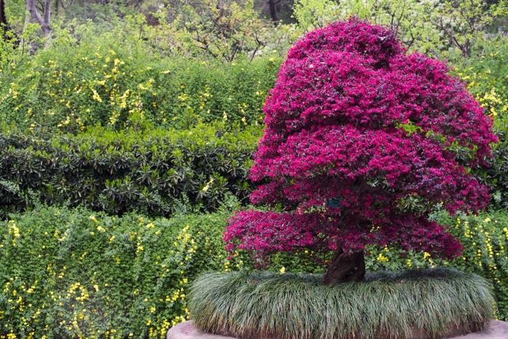 43 Pink Bonsai Trees