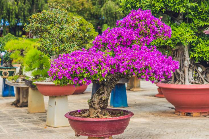 43 Pink Bonsai Trees