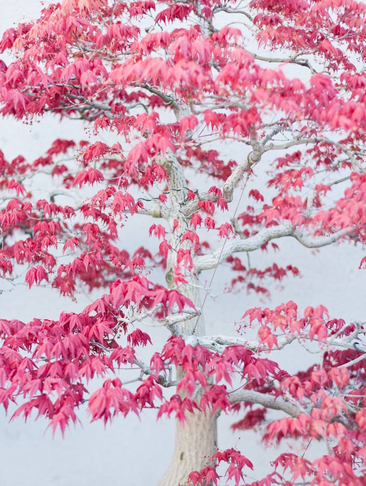 43 Pink Bonsai Trees