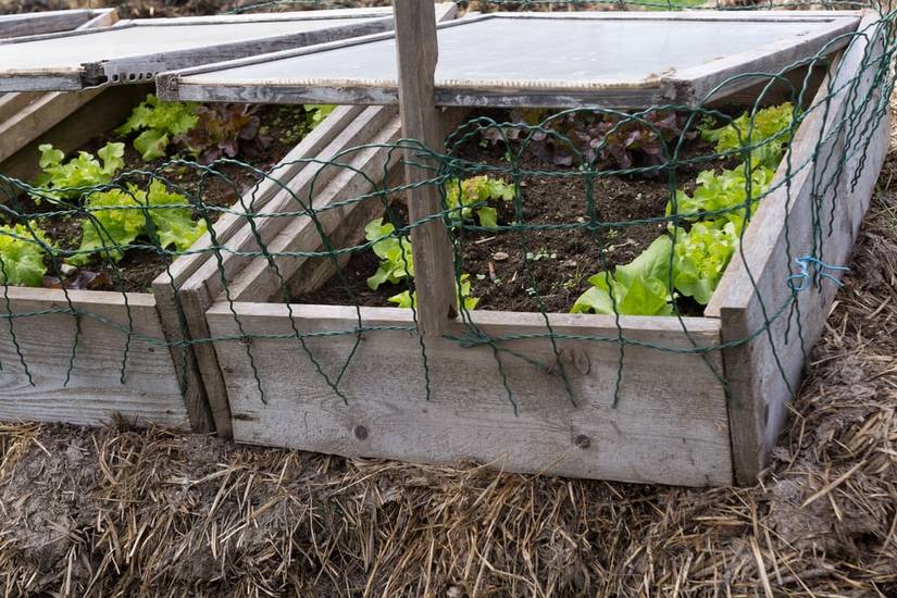 Everything You Need to Know About Cold Frame Gardening
