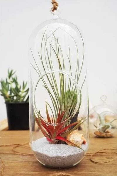 66 of the Best Small Terrarium Ideas