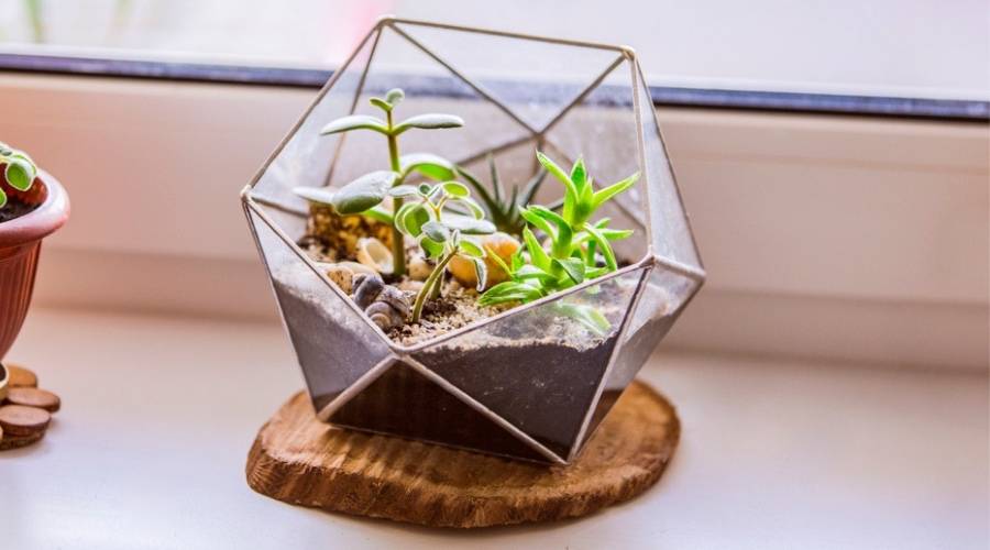 66 of the Best Small Terrarium Ideas