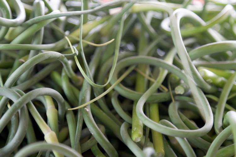 Health Benefits of MicroGreens: A Guide to Growing Smart Greens