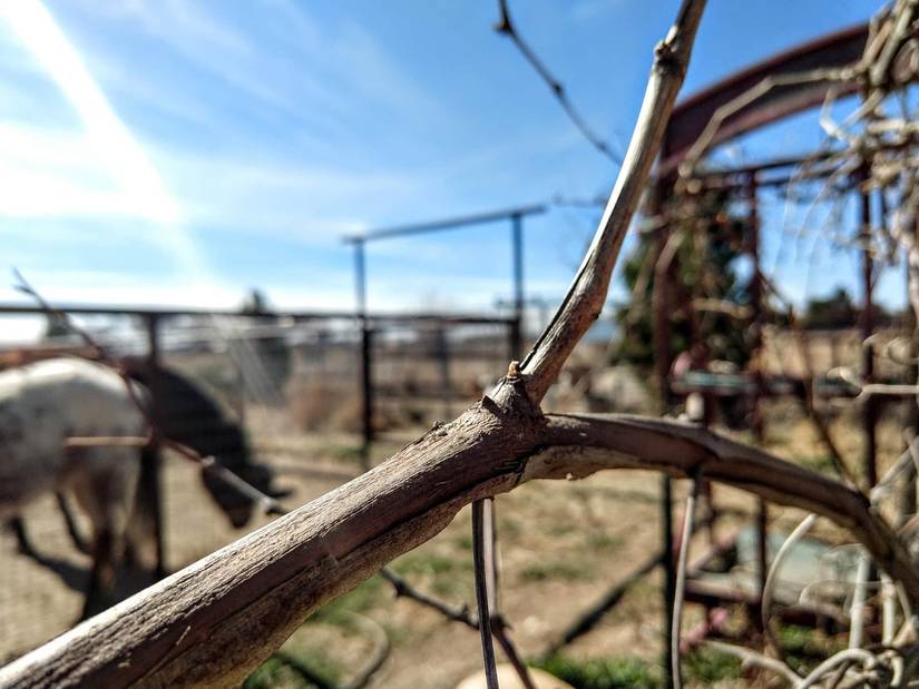 How to Prune Your Grapevine: A Beginner’s Guide
