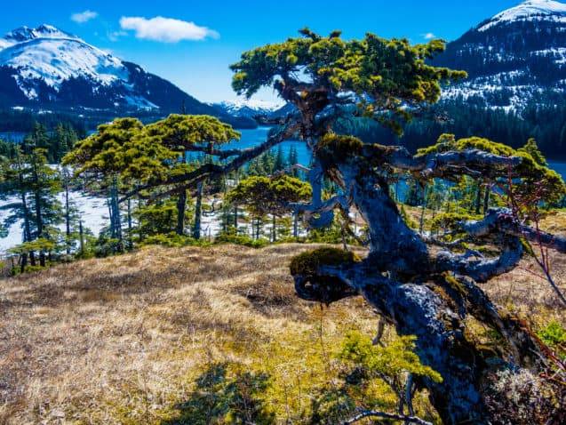 13 Stunning Giant Bonsai Trees with Pictures!