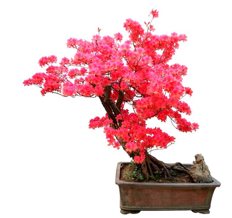 75 of the Best Flowering Bonsai Tree Ideas