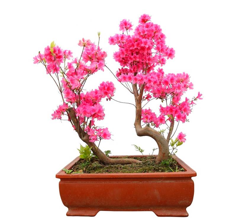 75 of the Best Flowering Bonsai Tree Ideas