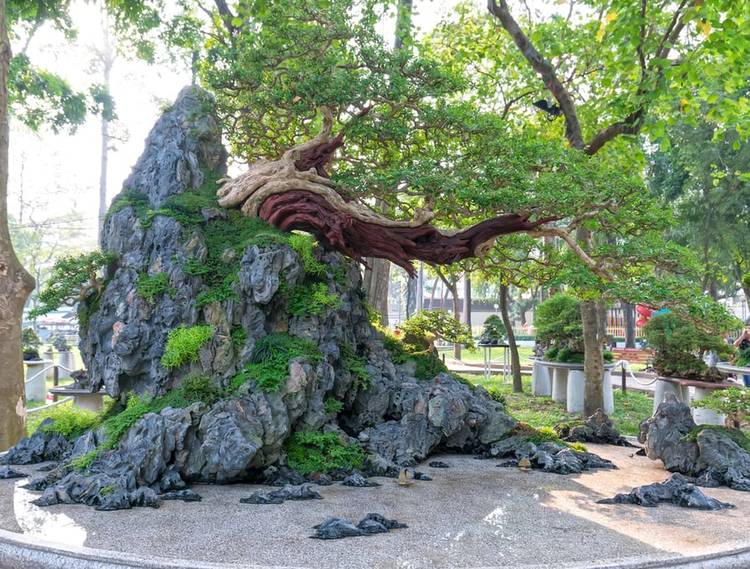 29 Gorgeous Pictures of Bonsai on Rocks