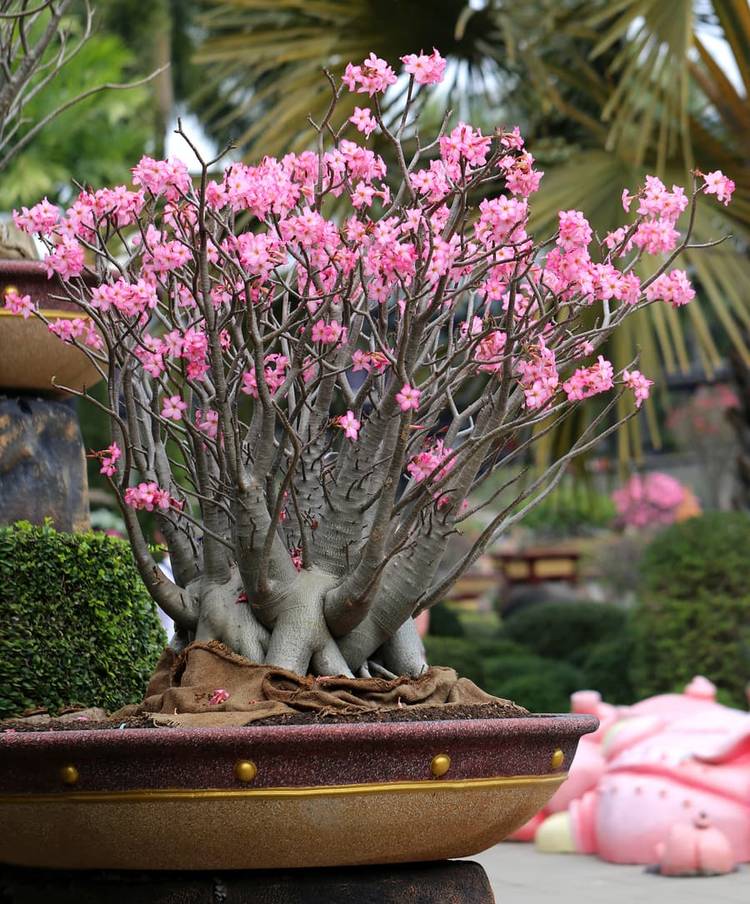75 of the Best Flowering Bonsai Tree Ideas