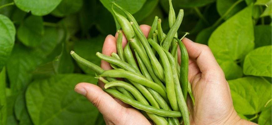 Growing and Caring for Green Beans: What You Need to Know