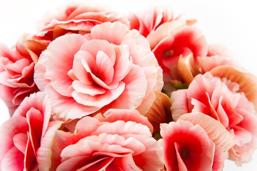 Everything You Need to Know About Edible Flowers and Plants