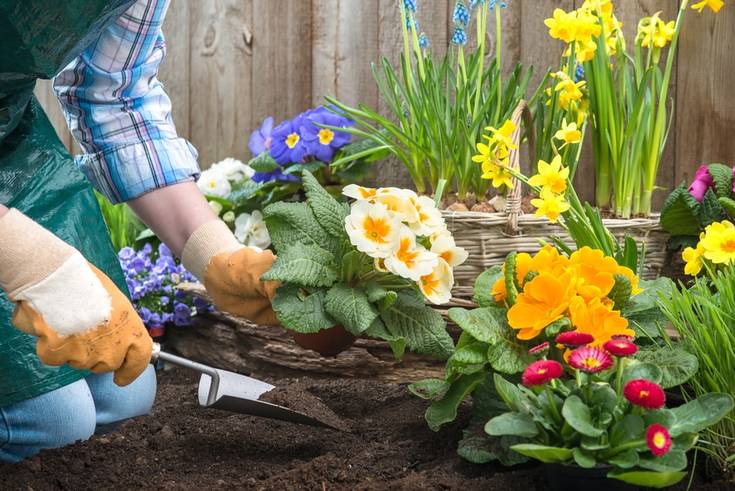 Everything You Need to Know About Early Blooming Flowers: Types, Tips ...