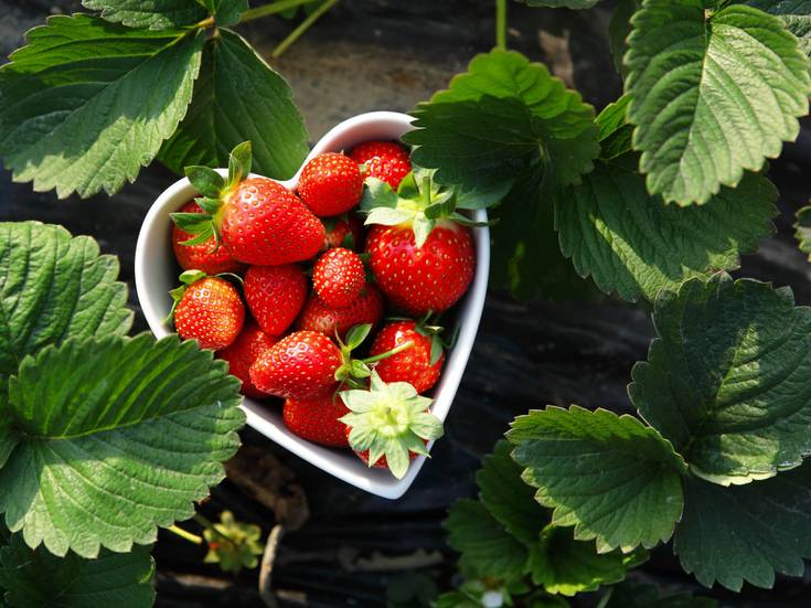 All About Strawberries: Your Favorite Red Fruit!