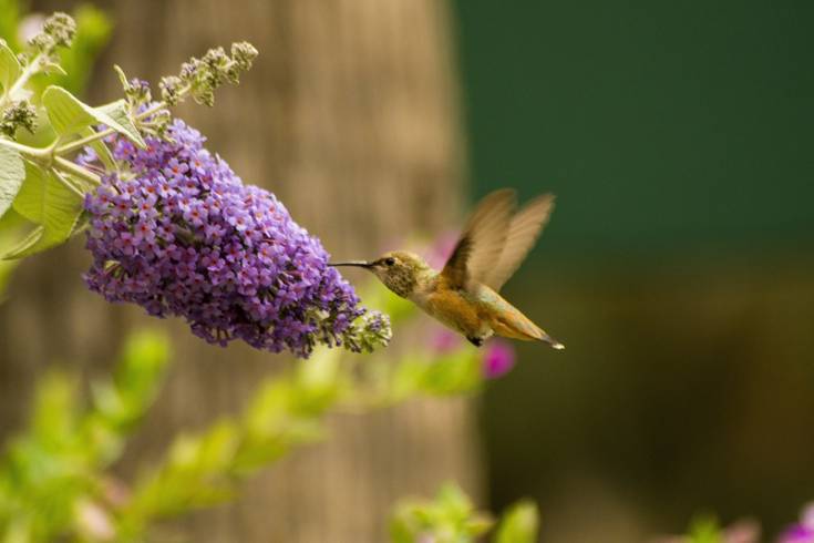 Attracting Butterflies, Hummingbirds, and Other Pollinators