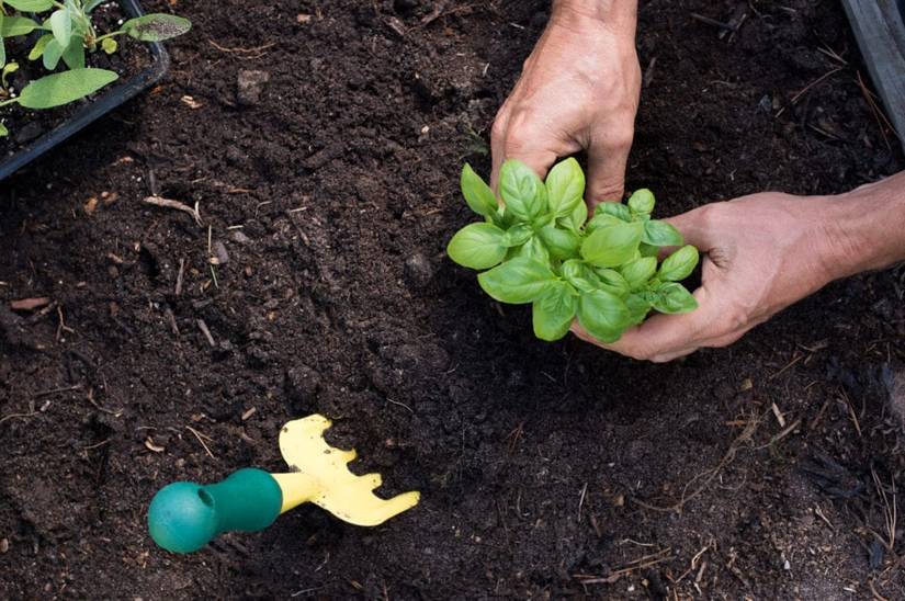 How to Grow Beautiful Basil in Just 5 Steps