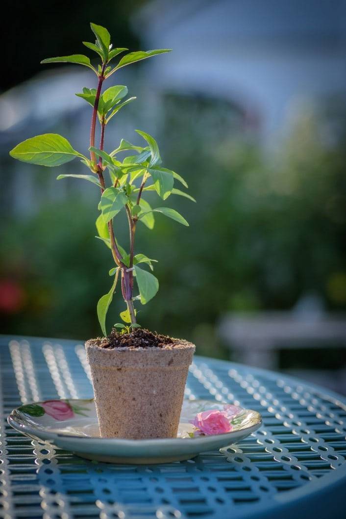 How to Grow Beautiful Basil in Just 5 Steps