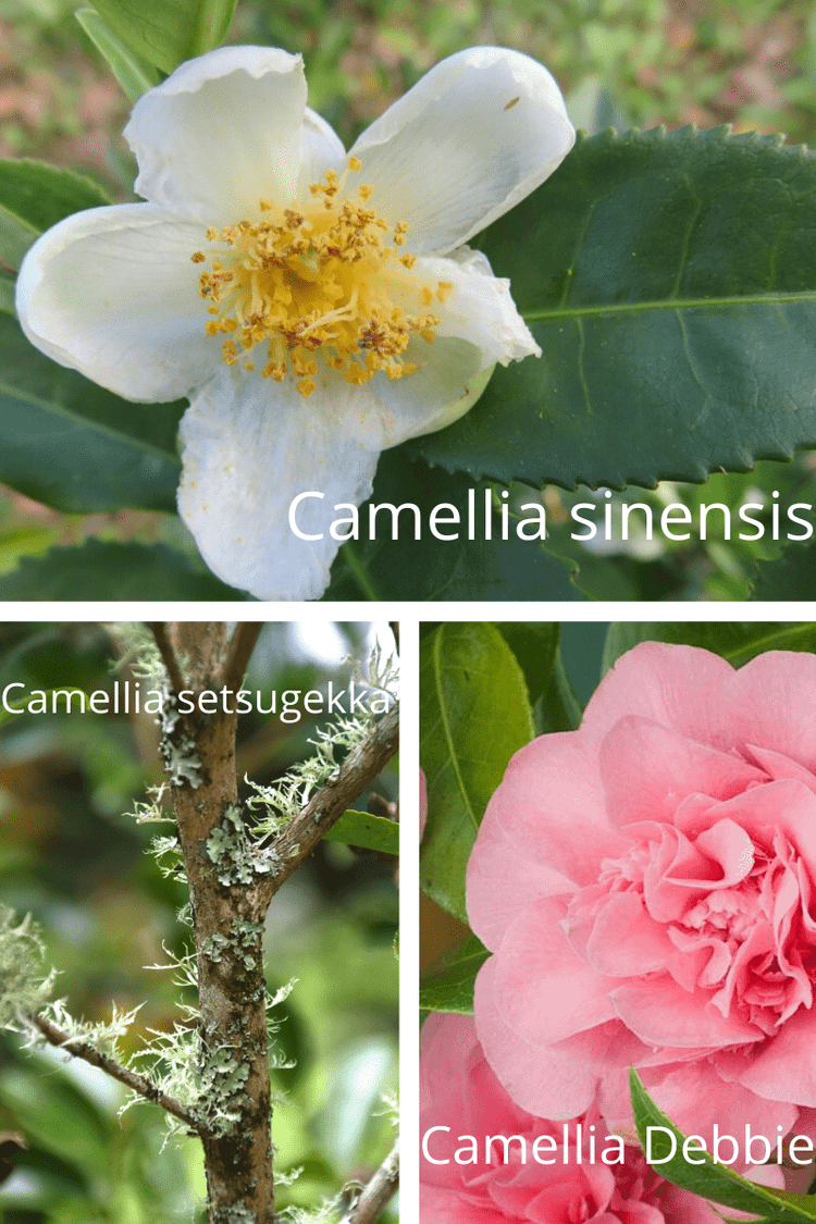 Camellia Varieties: 17 Different Camellia Plants to Grow at Home