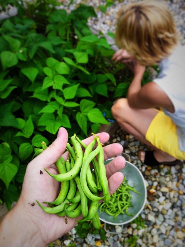 How to Grow Great Green Beans: The Complete Guide