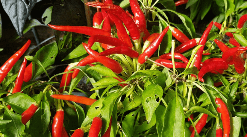 How to Grow Chilies: The Complete Guide to Chili Peppers