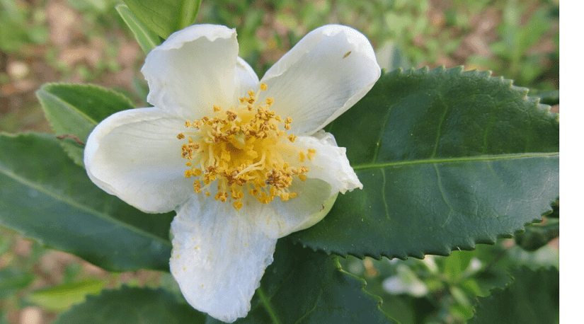 Camellia Sinensis – The Ultimate Guide to Green Tea Plant Seeds