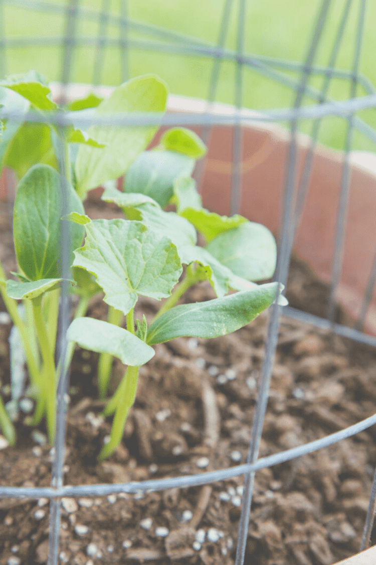 How to Grow Cucumbers: The Complete Guide for Backyard Gardeners