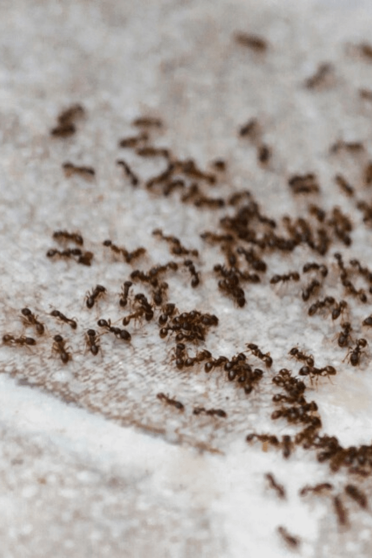 The Best Ant Killer: 2021 Reviews and Buying Guide