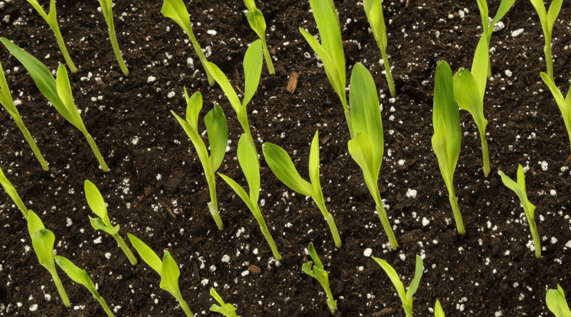 The Complete Guide to Planting, Growing and Harvesting Corn