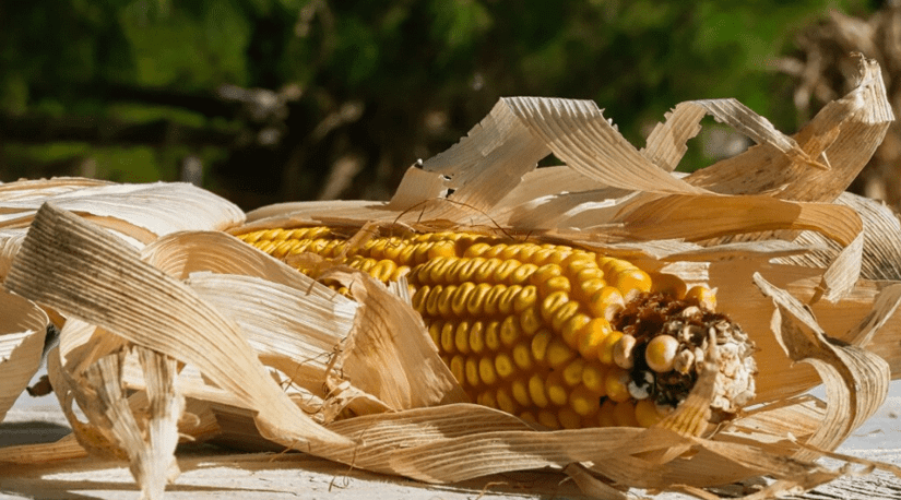 The Complete Guide to Planting, Growing and Harvesting Corn