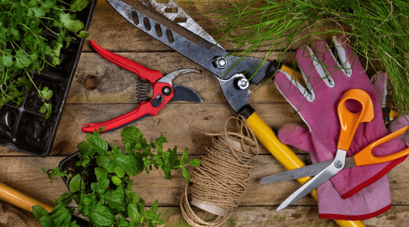 Burpee Seeds: Everything You Should You Know