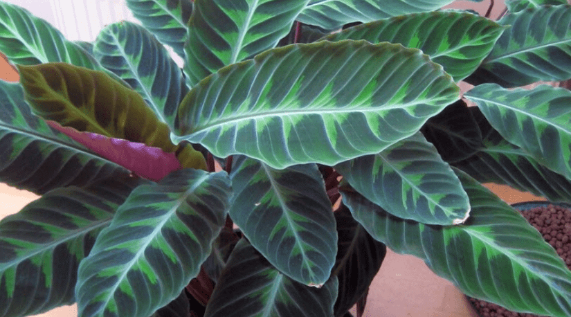 Calathea Guide: How to Care for Your Calathea Plant