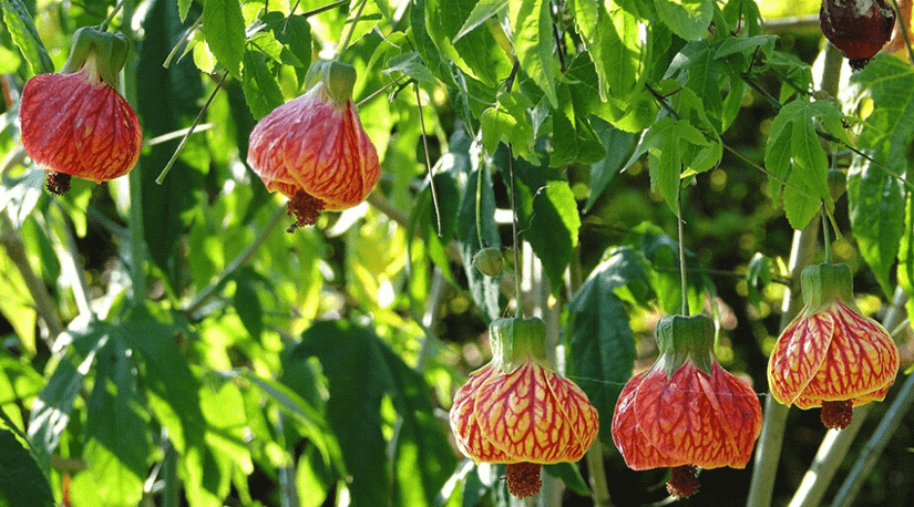 Best Flowering House Plants to Give Your Home Some Color