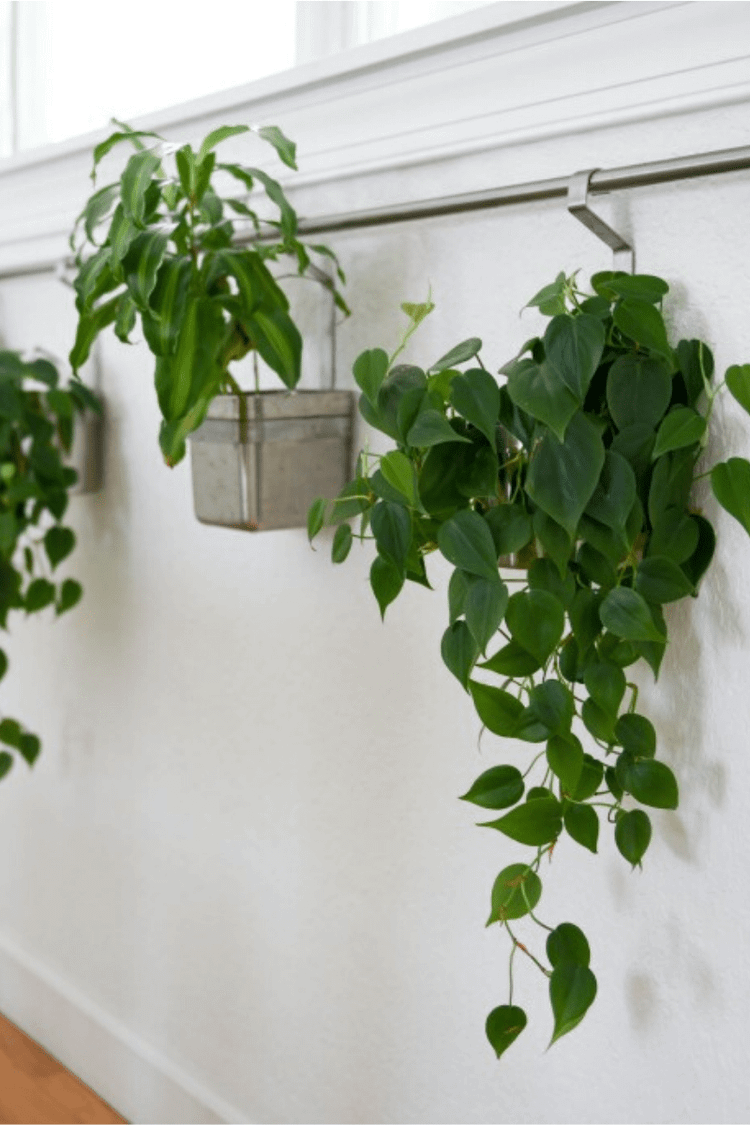 Best Window Plant Hangers for Indoor Plants