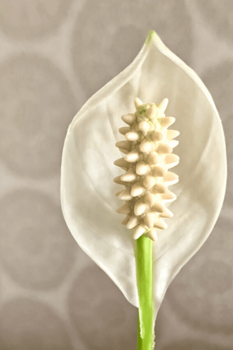Everything You Need to Grow and Care for Peace Lilies