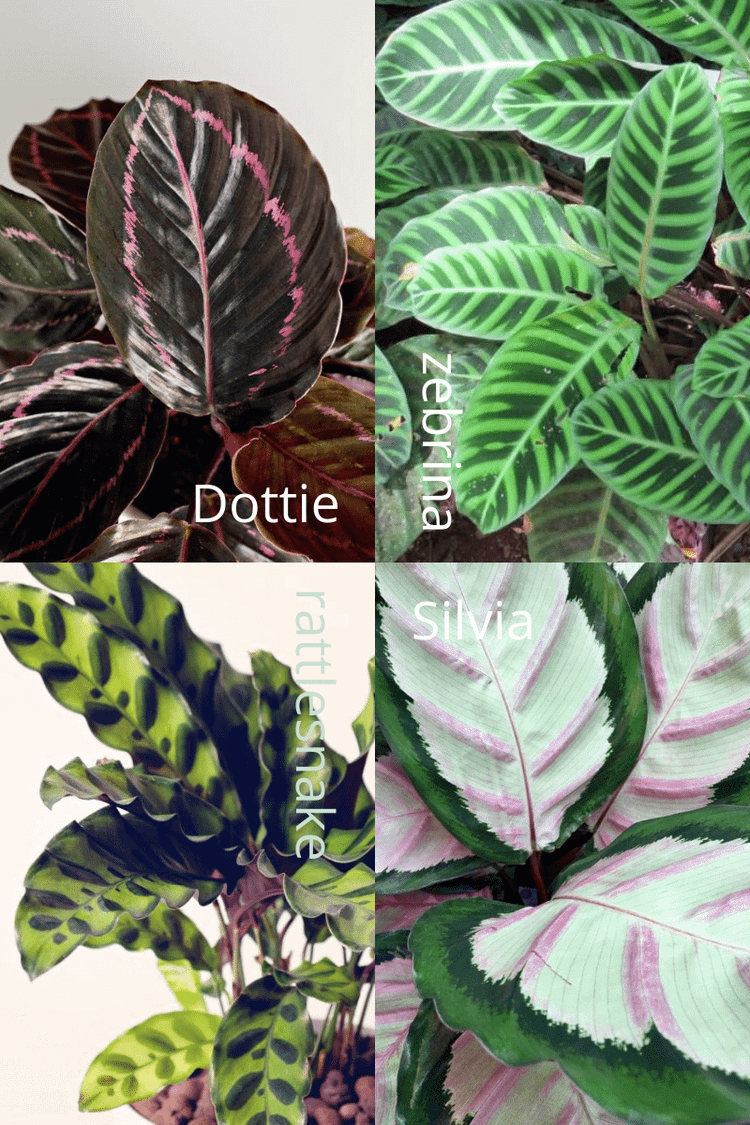 Calathea Guide: How to Care for Your Calathea Plant