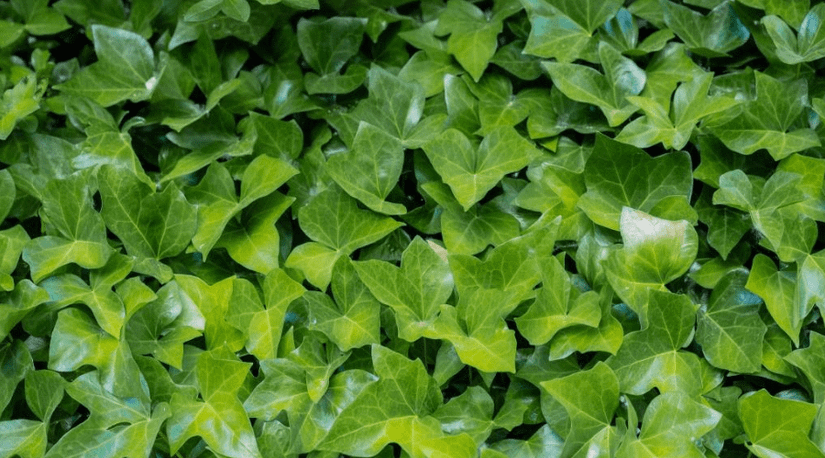 English Ivy Guide: How to Care for Your English Ivy Indoors & Out