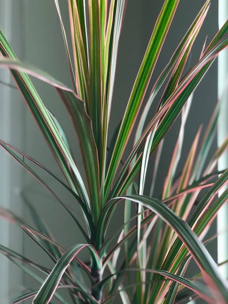 red dracaena reflexa