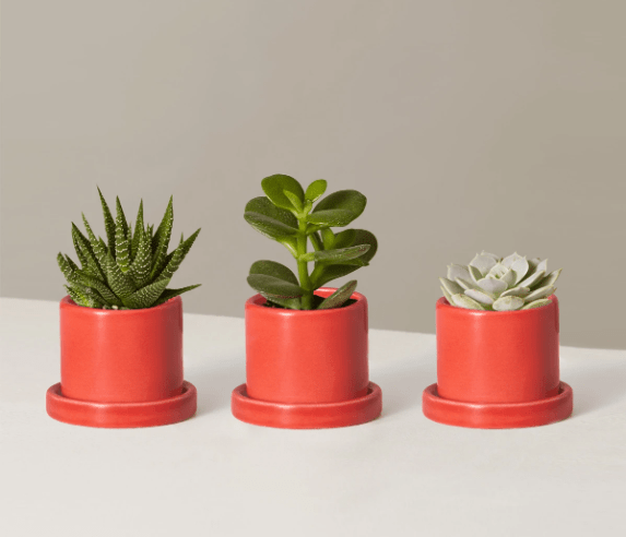 How to Identify House Plants: Everything You Need to Know to ID a ...