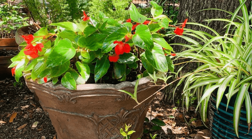 Begonia Guide: How to Care for Your Indoor & Outdoor Begonias
