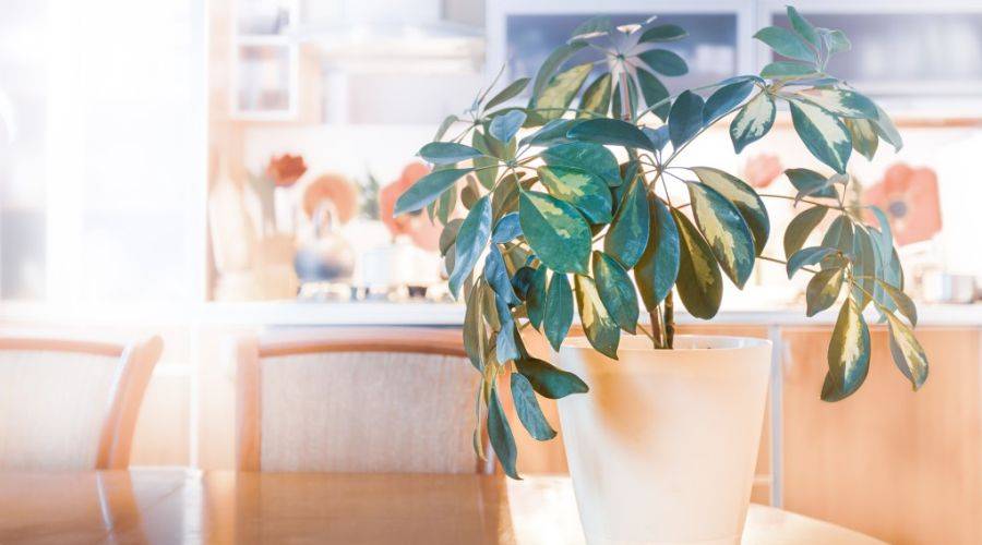 Schefflera Guide: How to Take Care of a Schefflera Plant